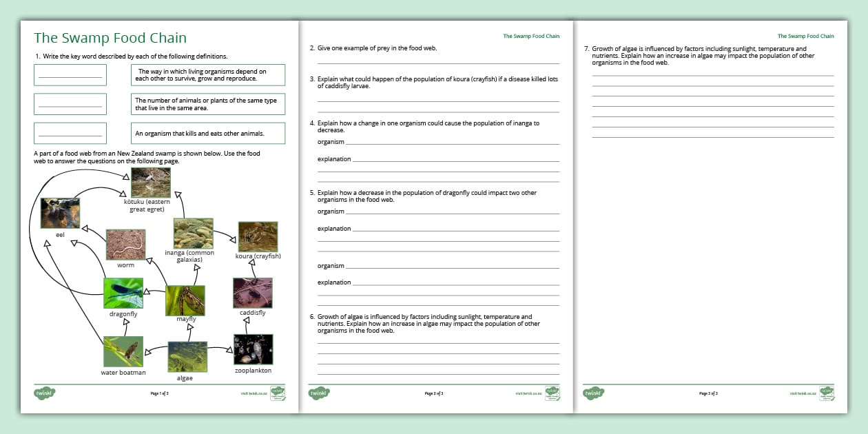 Swamp Food Chain Worksheet: Living World for Students