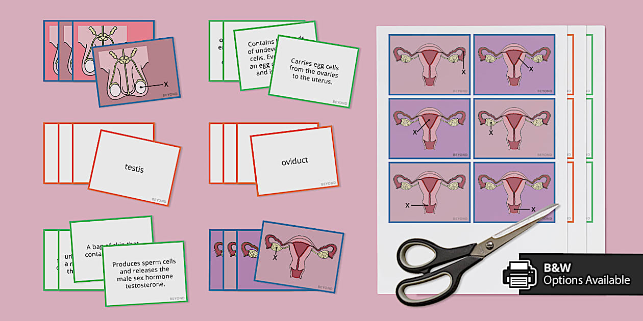 Human Reproductive System Card Sort (teacher made) - Twinkl