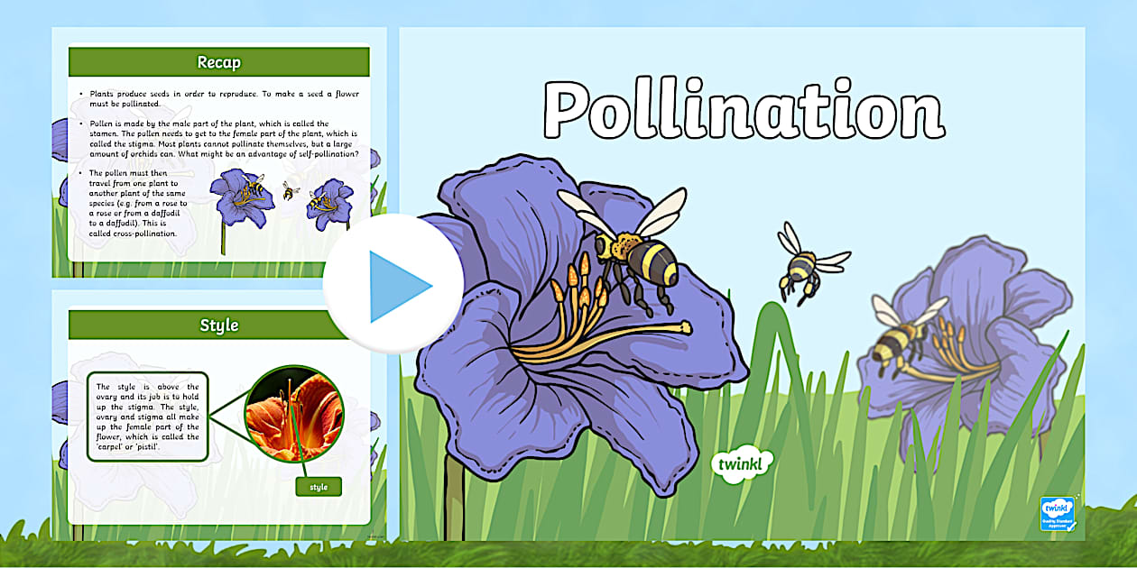 Pollination PowerPoint - KS2 Science- Plant Reproduction