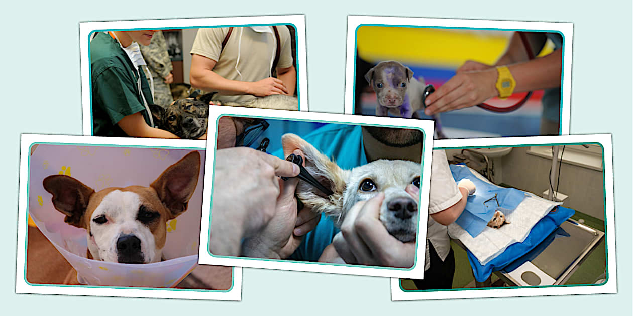 Veterinarian Display Photos (teacher made) - Twinkl