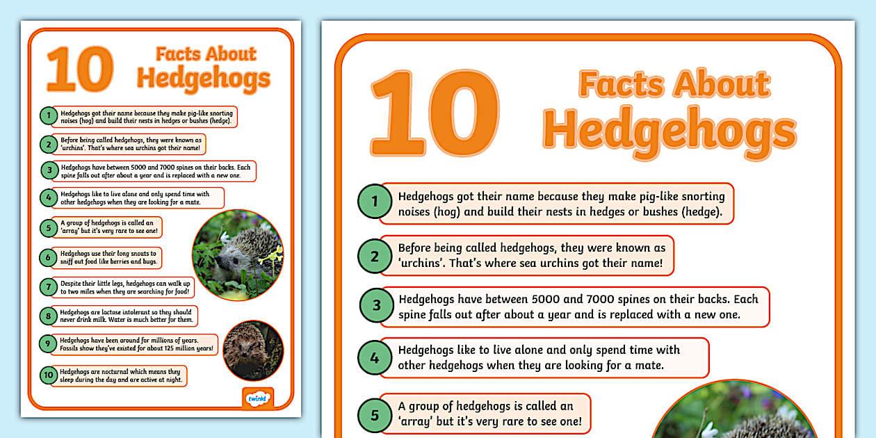 10 Facts About Hedgehogs Display Poster - Twinkl