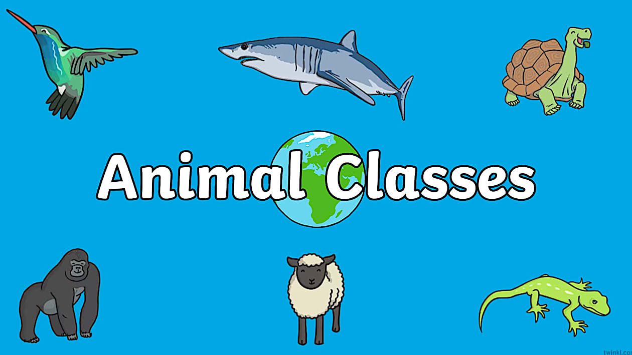 Animal Classes Animation Video | Twinkl Go!