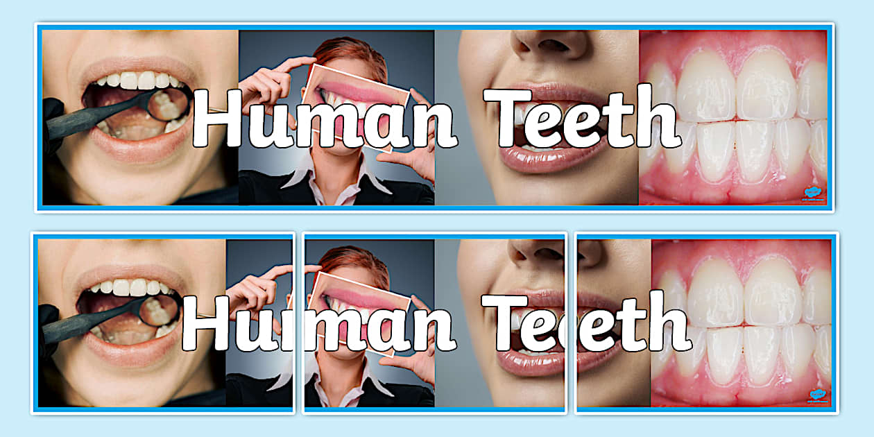 Human Teeth Display Photo Banner (Teacher-Made) - Twinkl