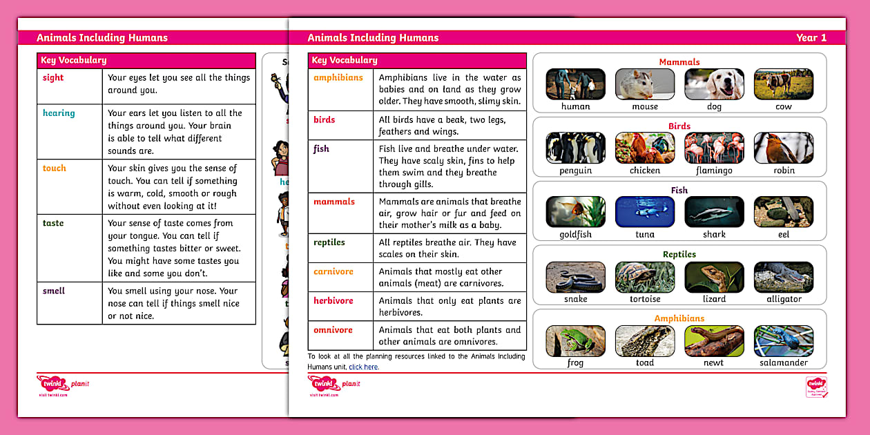 Animals, Including Humans Year 1 Knowledge Organizer | KS1