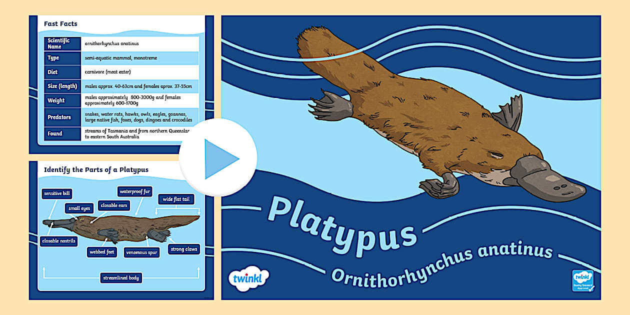 Platypus Information PowerPoint (Teacher-Made) - Twinkl
