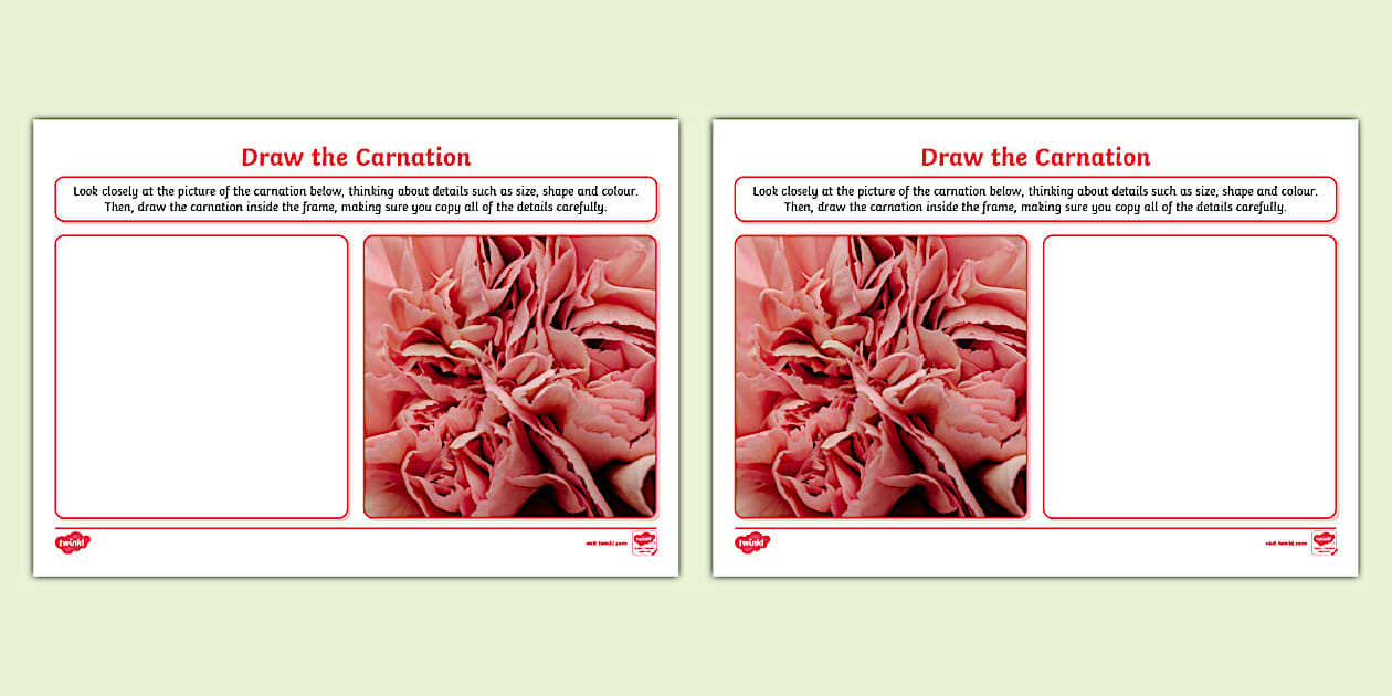 Draw the Carnation Worksheet (Teacher-Made) - Twinkl