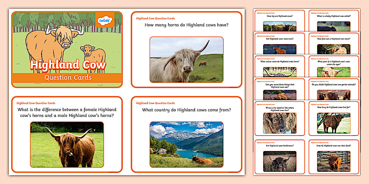 Highland Cow Question Cards - Twinkl - KS1 (teacher made)