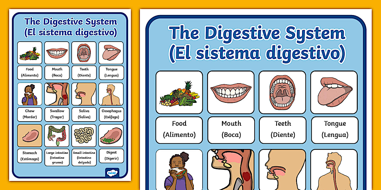 Vocabulario: El sistema digestivo en inglés | Twinkl