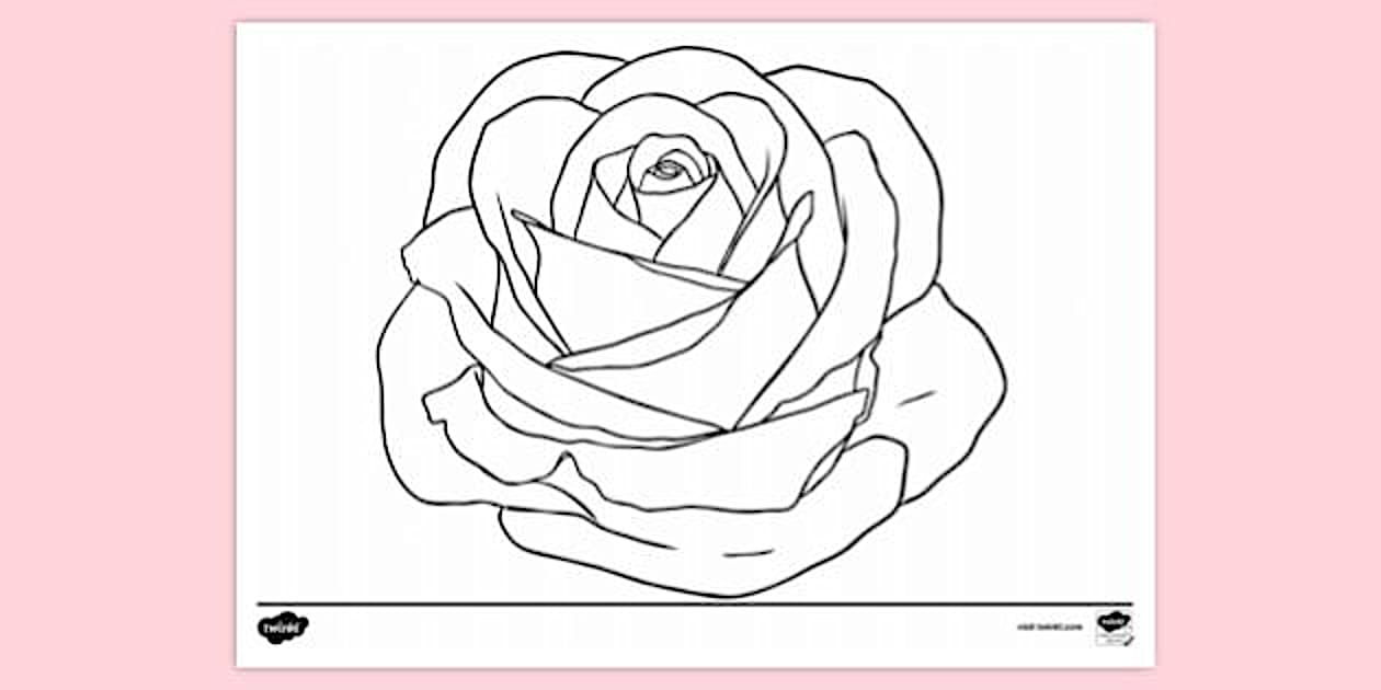 Rose Outline Colouring Page | Creative Resources | Twinkl
