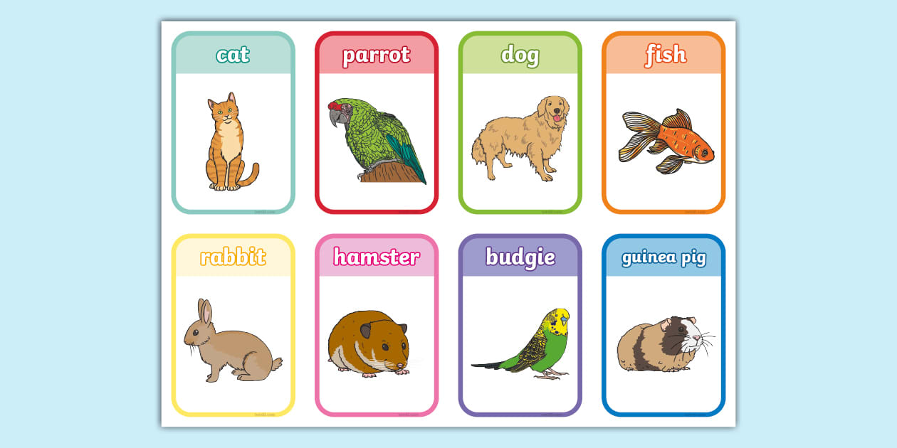 Pet Flashcards (teacher made) - Twinkl