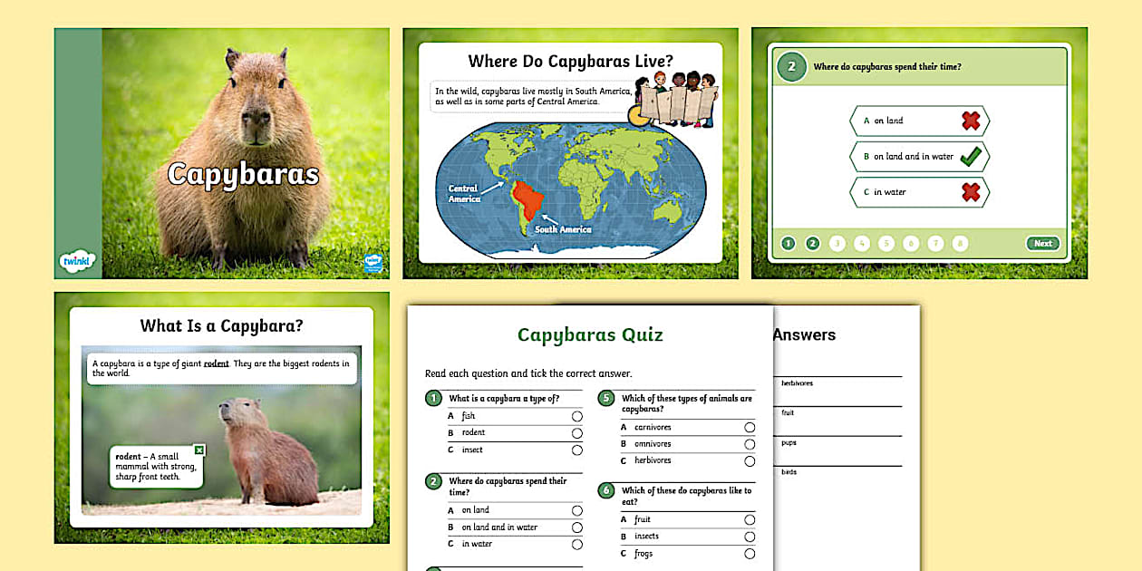 KS1 Capybaras PowerPoint and Quiz Pack (teacher made)