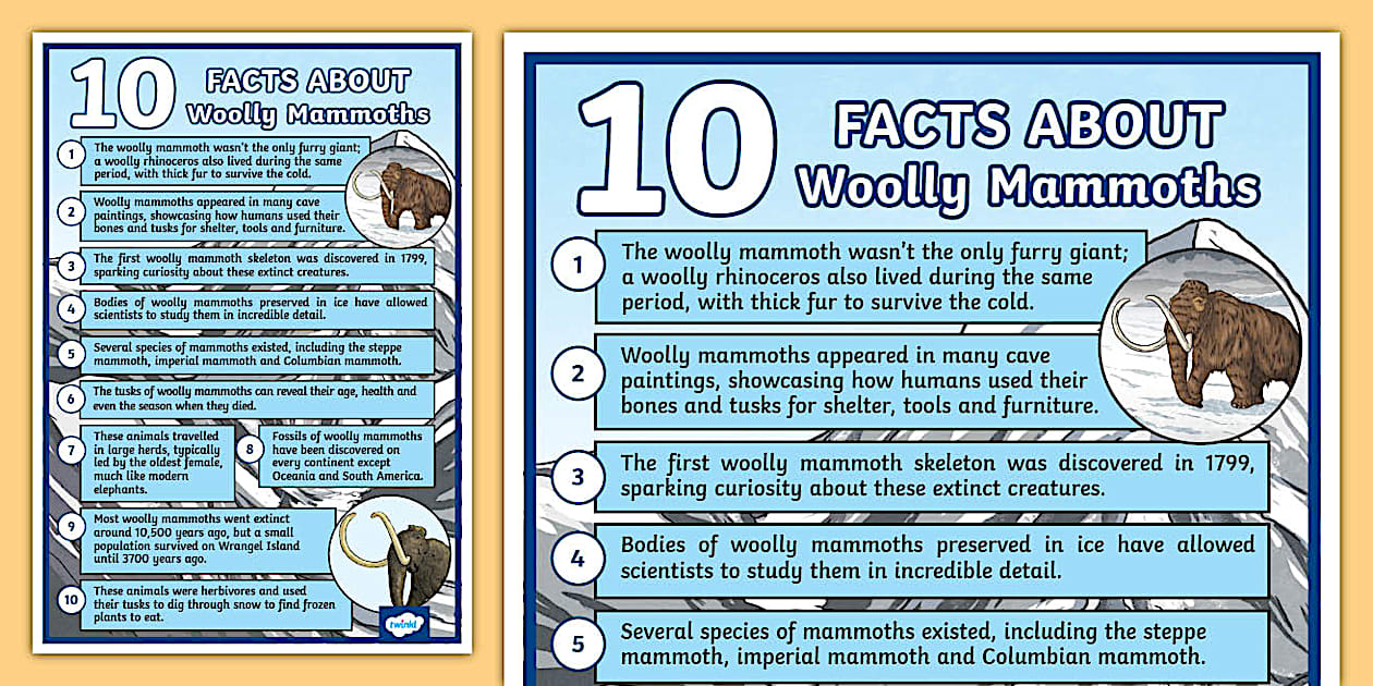 10 Facts About Woolly Mammoths Display Poster (teacher made) 10 Facts About Woolly Mammoths Display Poster (teacher made)