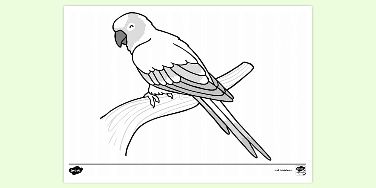 Sun Conure Parrot Colouring Sheet | Colouring Sheets