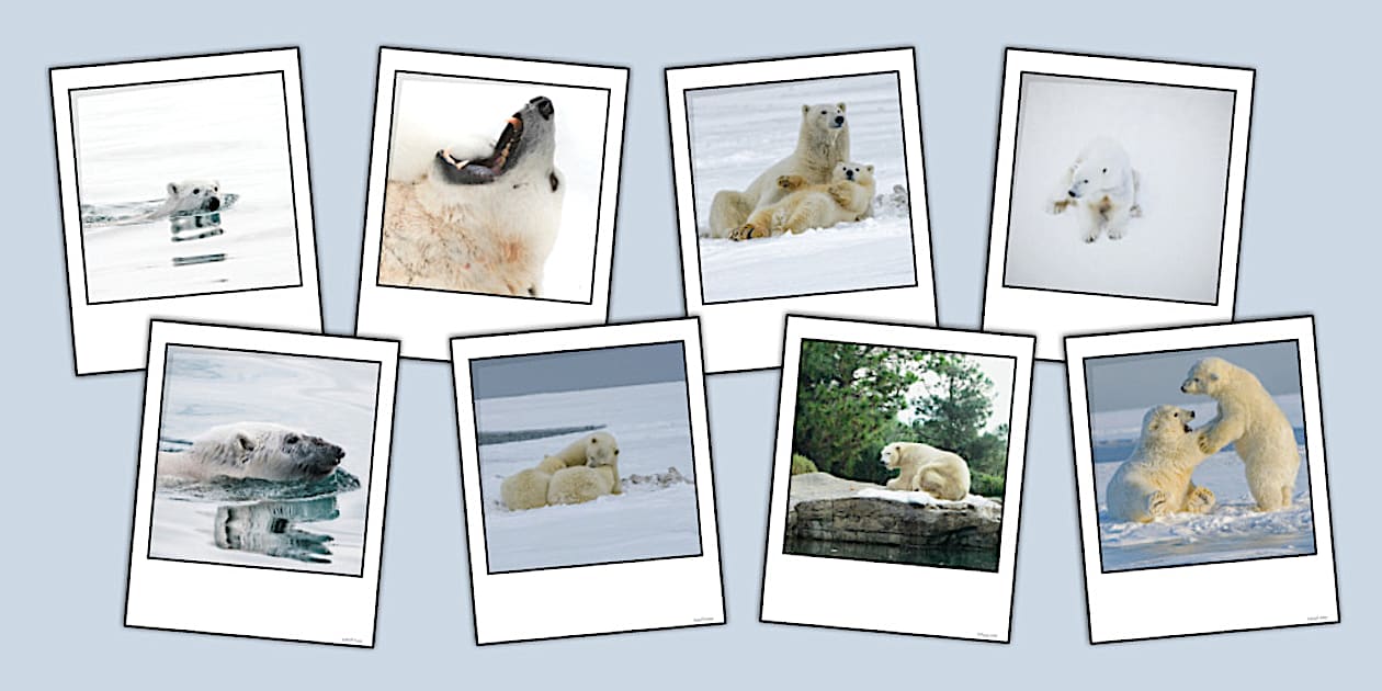 Polar Bear Instant Photo Style Display Images - Twinkl