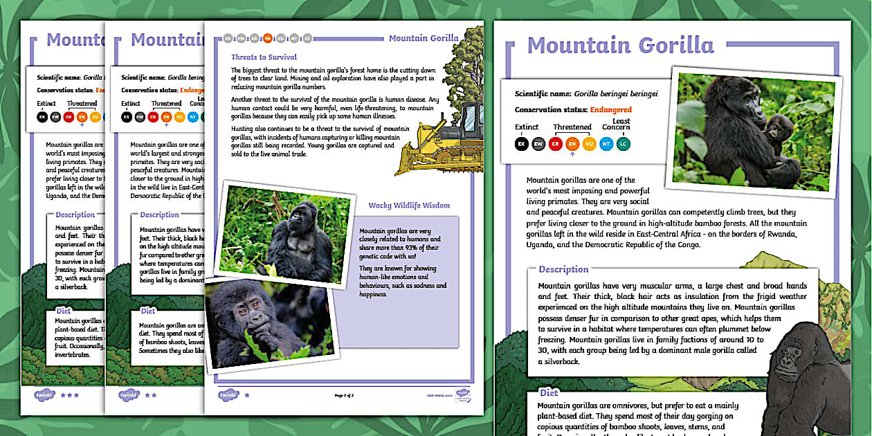 Endangered Species Day Mountain Gorilla Differentiated Fact File