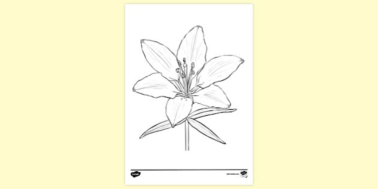 Lily Colouring Sheet | Colouring Pages (teacher made)