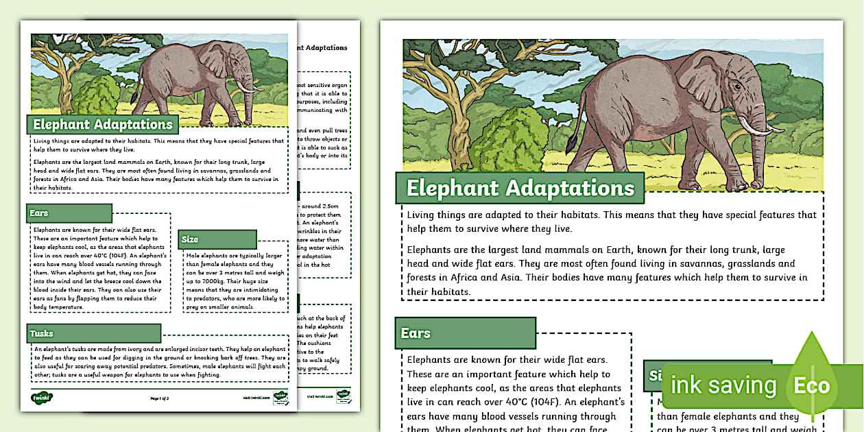 KS2 Elephant Adaptations Fact File - Twinkl