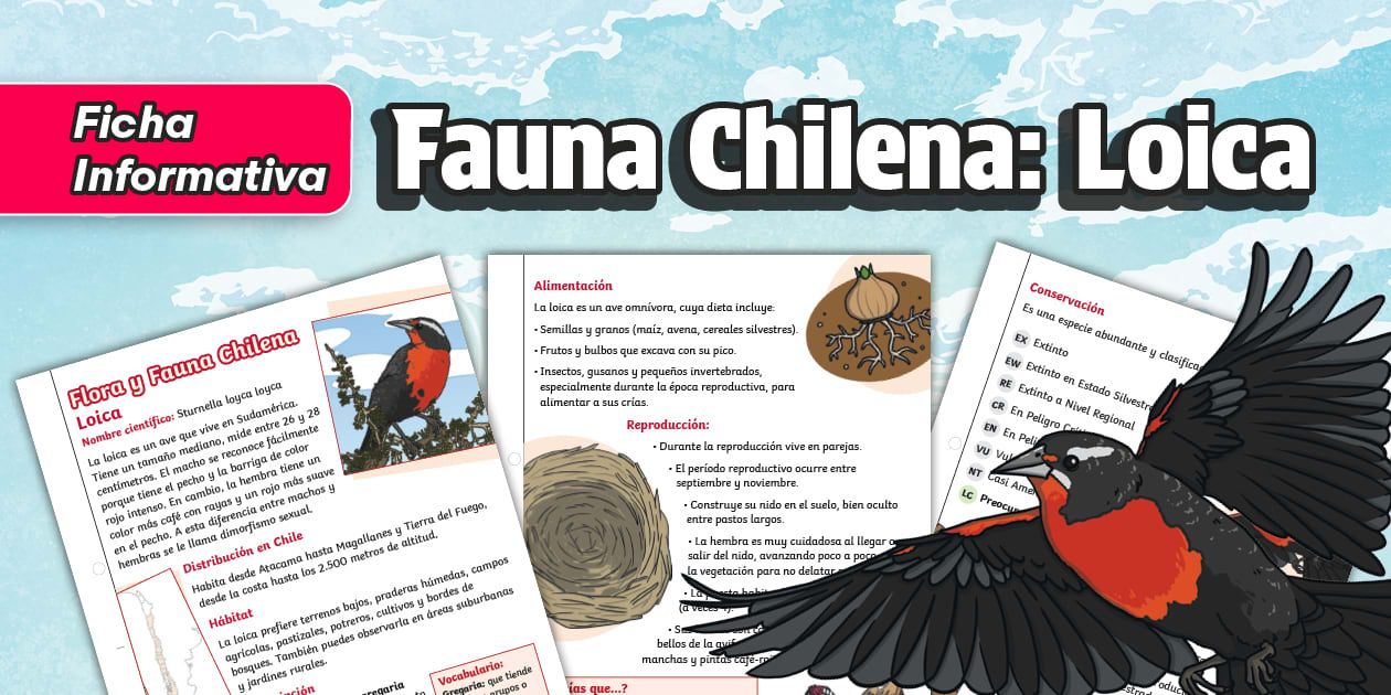 Ficha Informativa | Fauna Chilena | Loica | Aves Endémicas