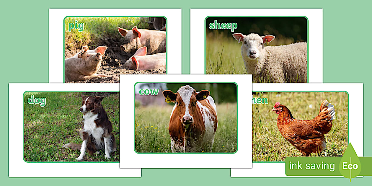 Cursive Farm Animal Display Photos (teacher made) - Twinkl