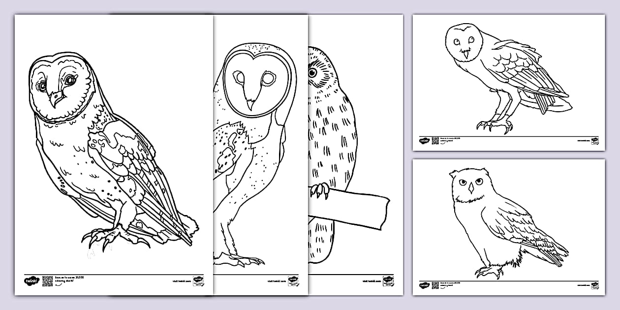 KS1 International Owl Awareness Day Colouring Pages - Twinkl