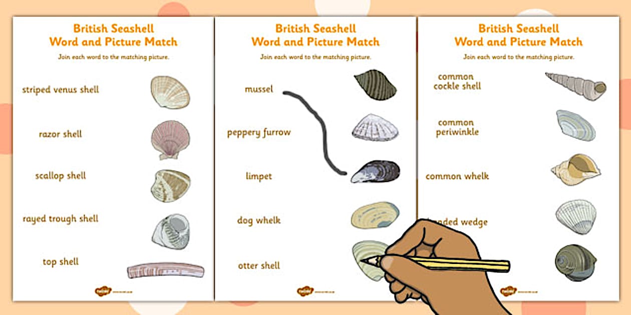 Editable British Seashell Word and Picture Matching Worksheets