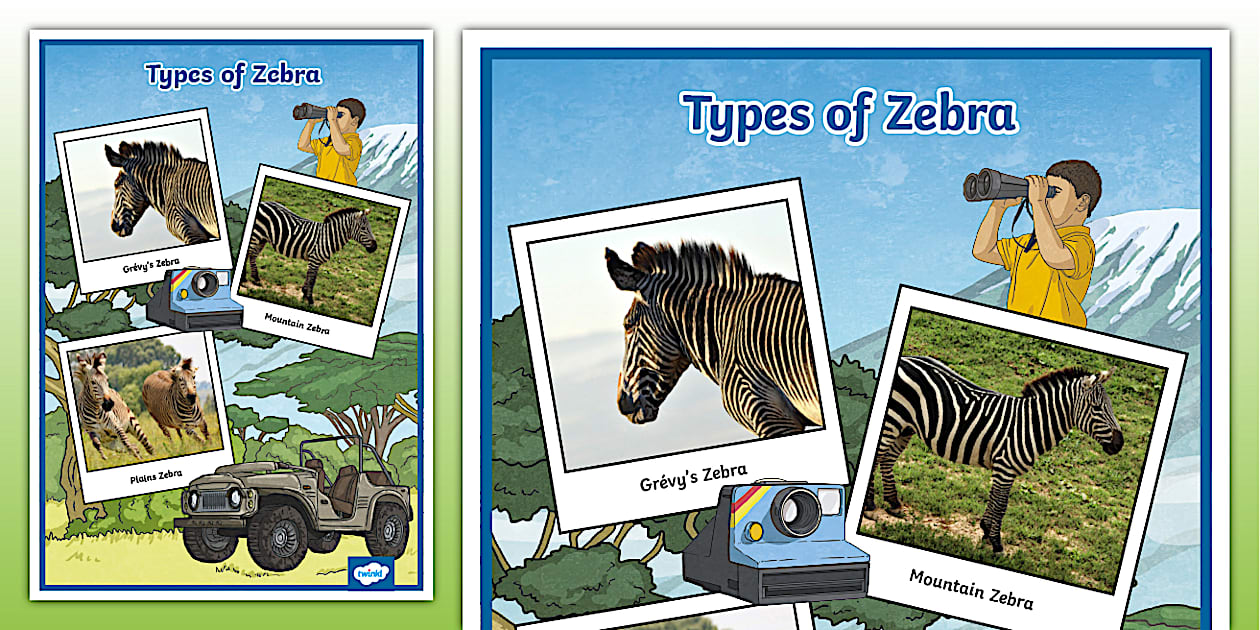 Zebra Types Display Poster - Zebra Names and Photographs