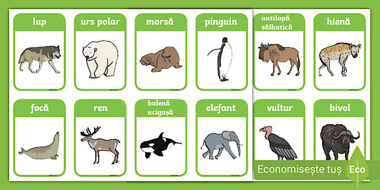 Animale sălbatice – Cartonașe