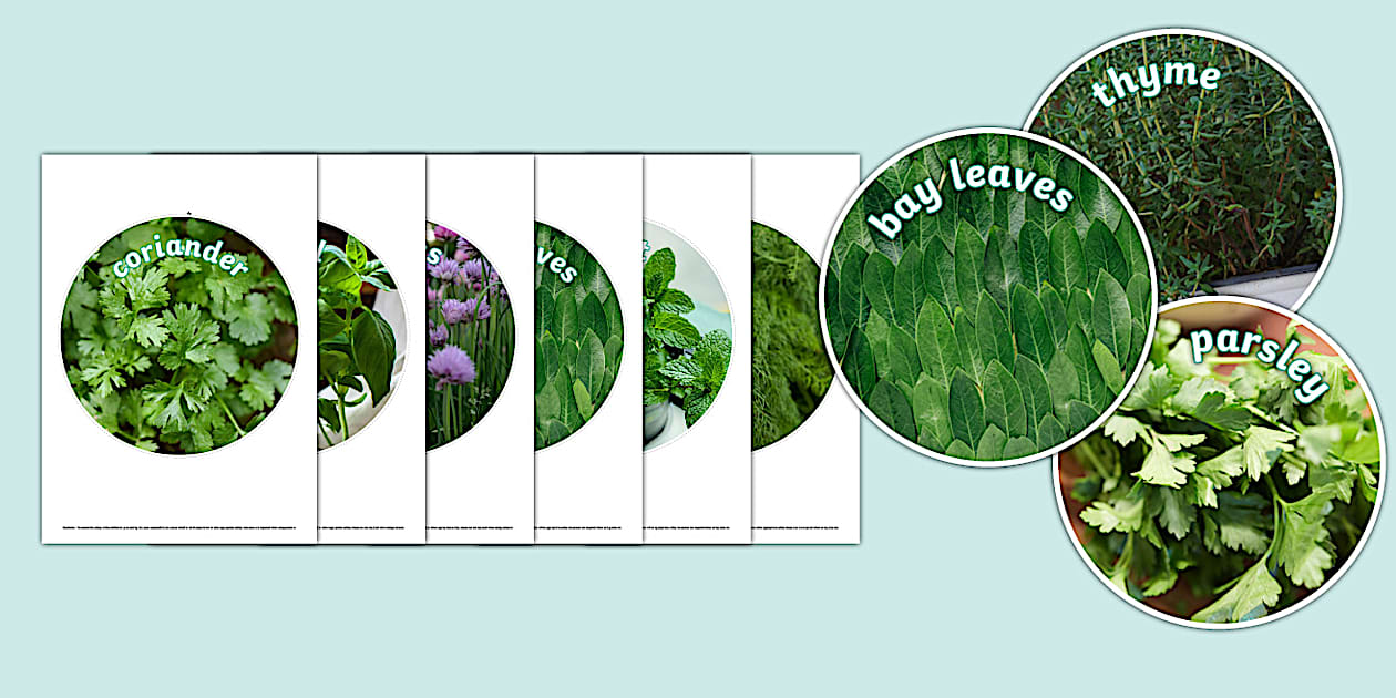 Herbs Circle Display Photo Cut-Outs (teacher made) - Twinkl