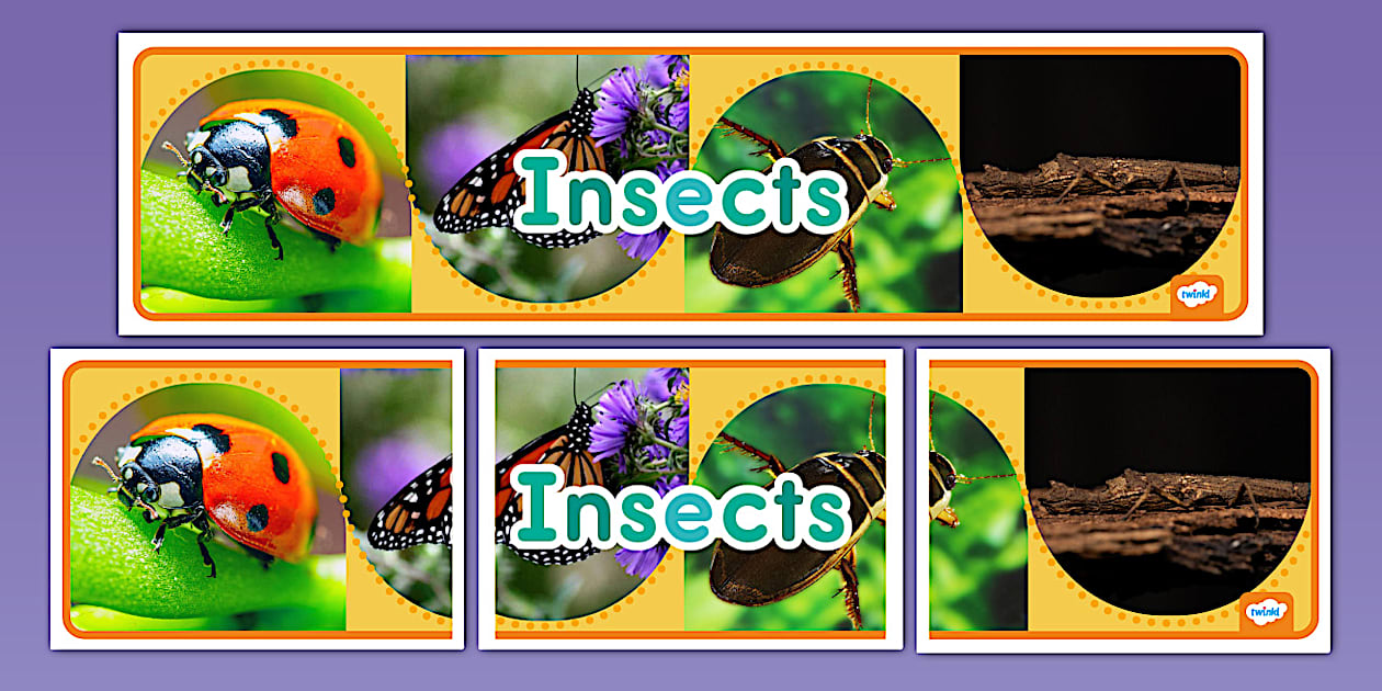 Insects Photo Banner (teacher made) - Twinkl