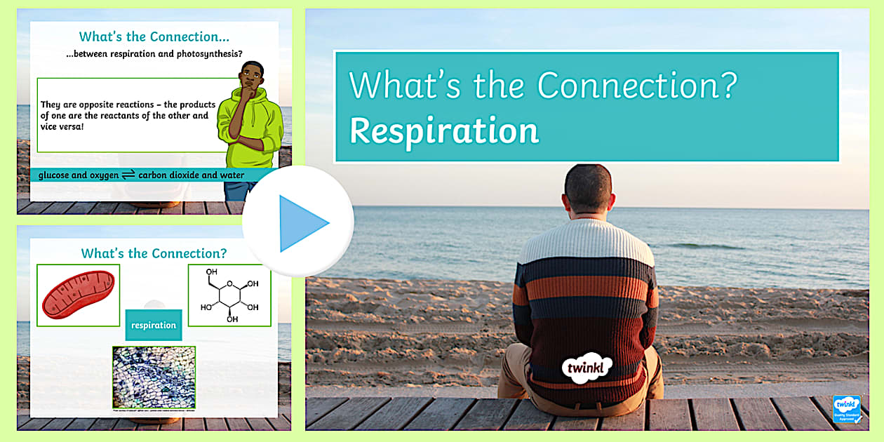 Respiration What's the Connection? PowerPoint - Twinkl