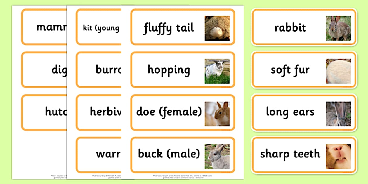 Editable Rabbit Word Cards (teacher made) - Twinkl