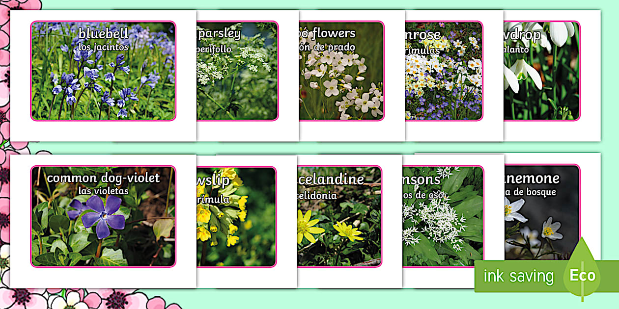 Springtime Flowers Display Photos English/Spanish - Twinkl