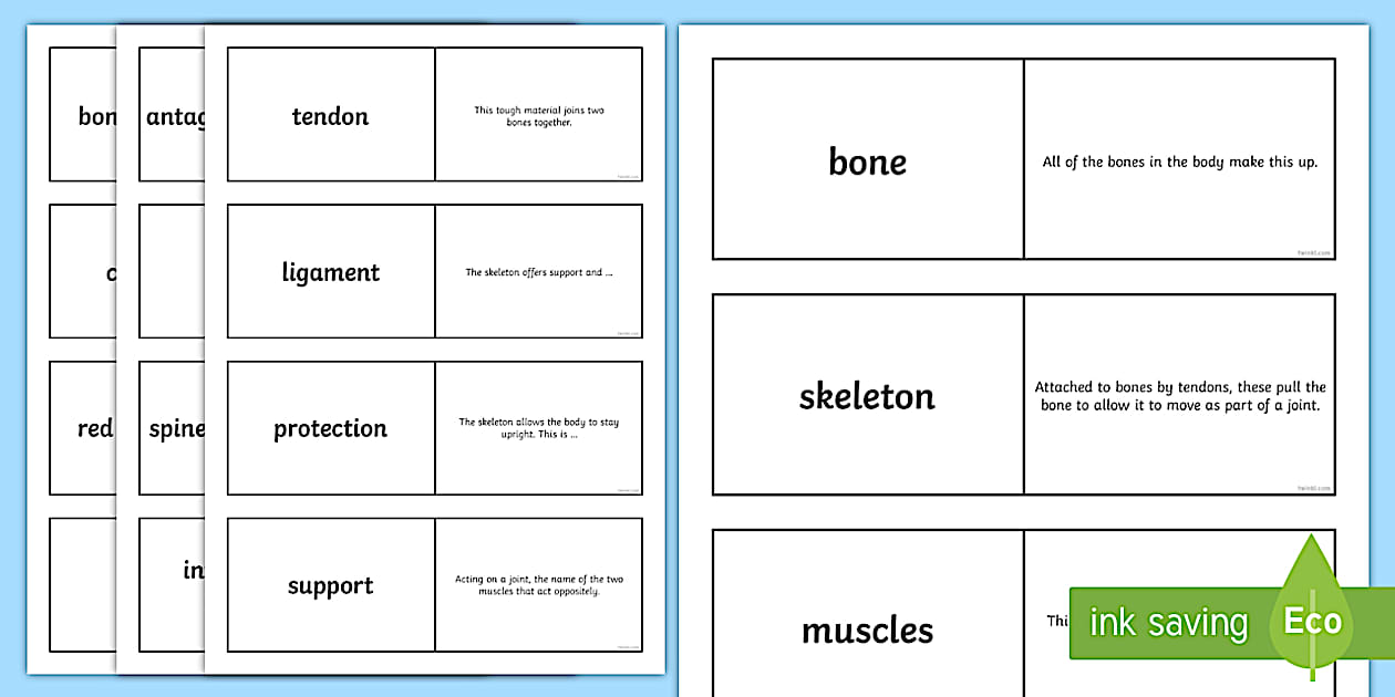 Skeleton and Muscle Loop Cards (teacher made) - Twinkl