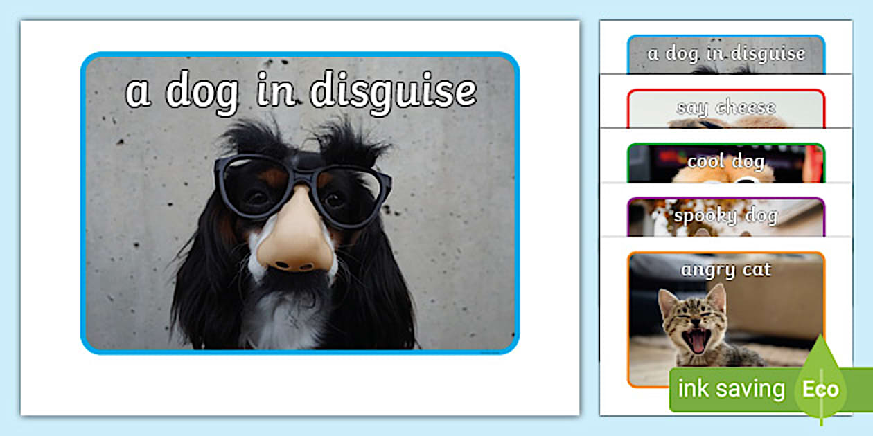 Silly Animal Poster Pictures for Kids | Teacher Resources