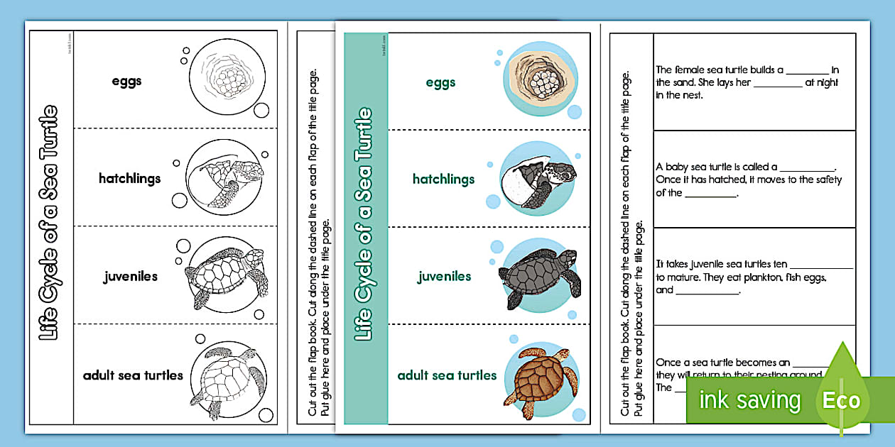 Editable Life Cycle of a Sea Turtle Flap Book - Twinkl