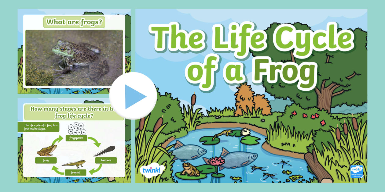 Life Cycle of a Frog PowerPoint | EYFS and KS1 - Twinkl