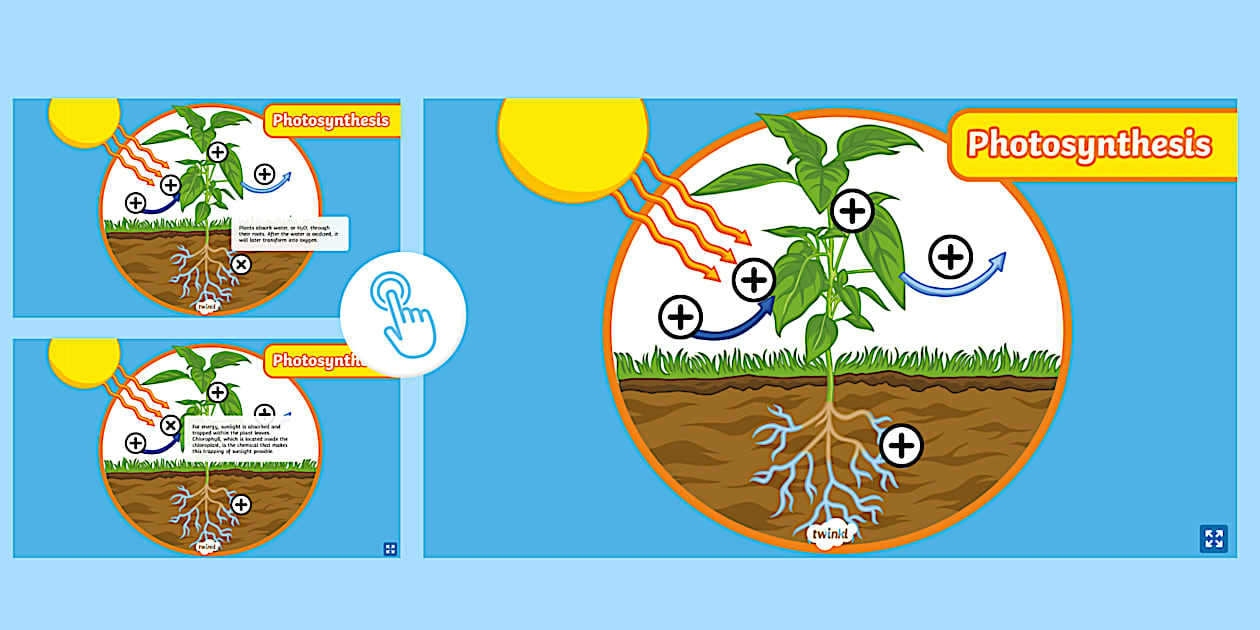 Photosynthesis Interactive Click and Learn Digital Picture