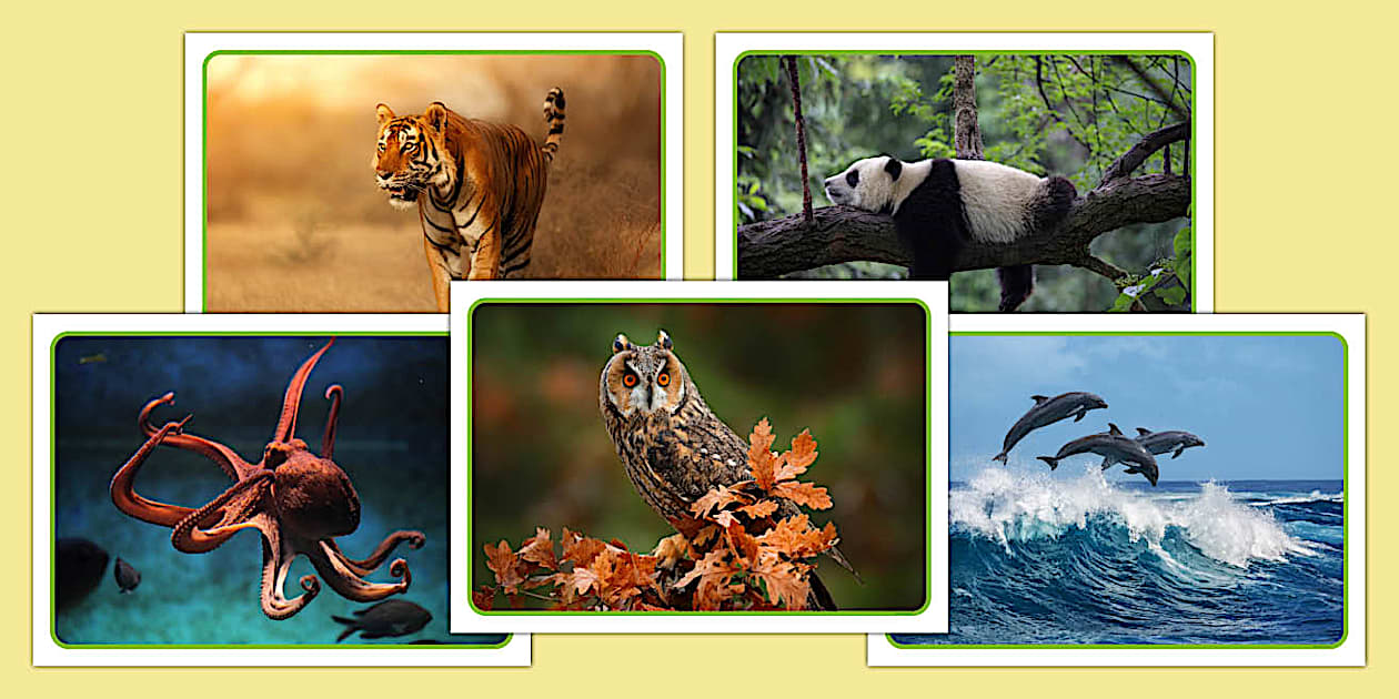 World Wildlife Day Display Photos (teacher made) - Twinkl