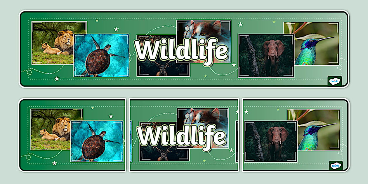 Wildlife Photo Display Banner (Teacher-Made) - Twinkl