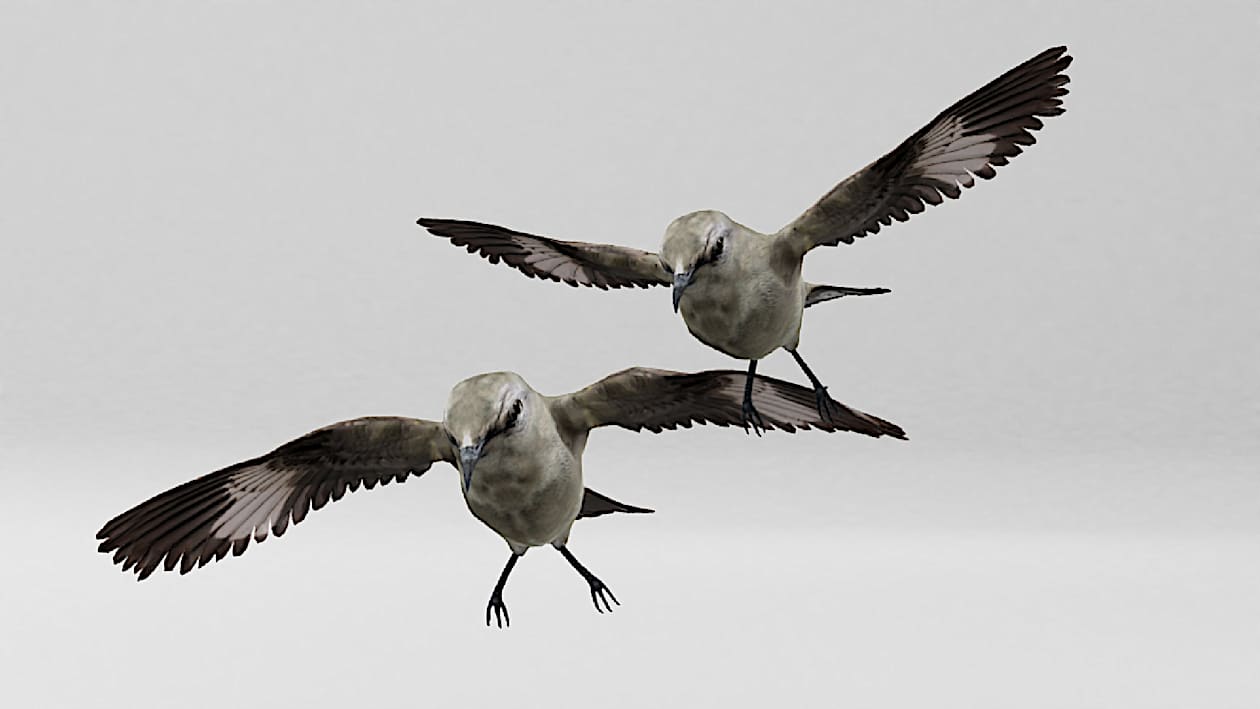 3D Model: Birds - Northern Mockingbird (teacher made)