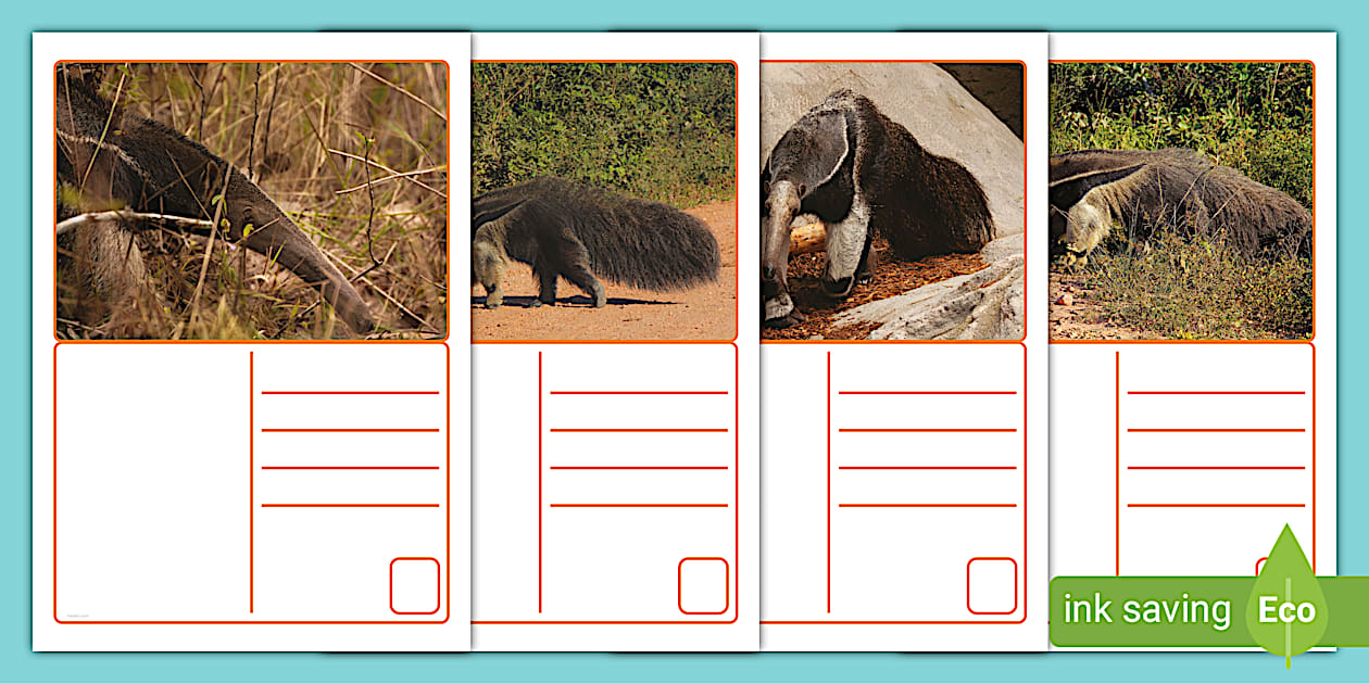 Anteater Postcards | Twinkl | Stationery | KS1 | Postcards