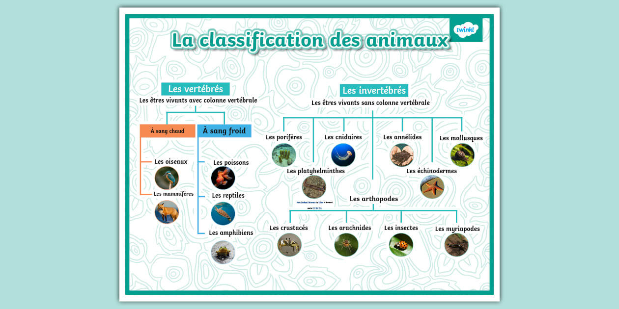 Affiche : La classification des animaux (teacher made)