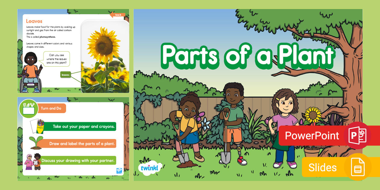 Parts of a Plant PowerPoint & Google Slides for K-2nd Grade
