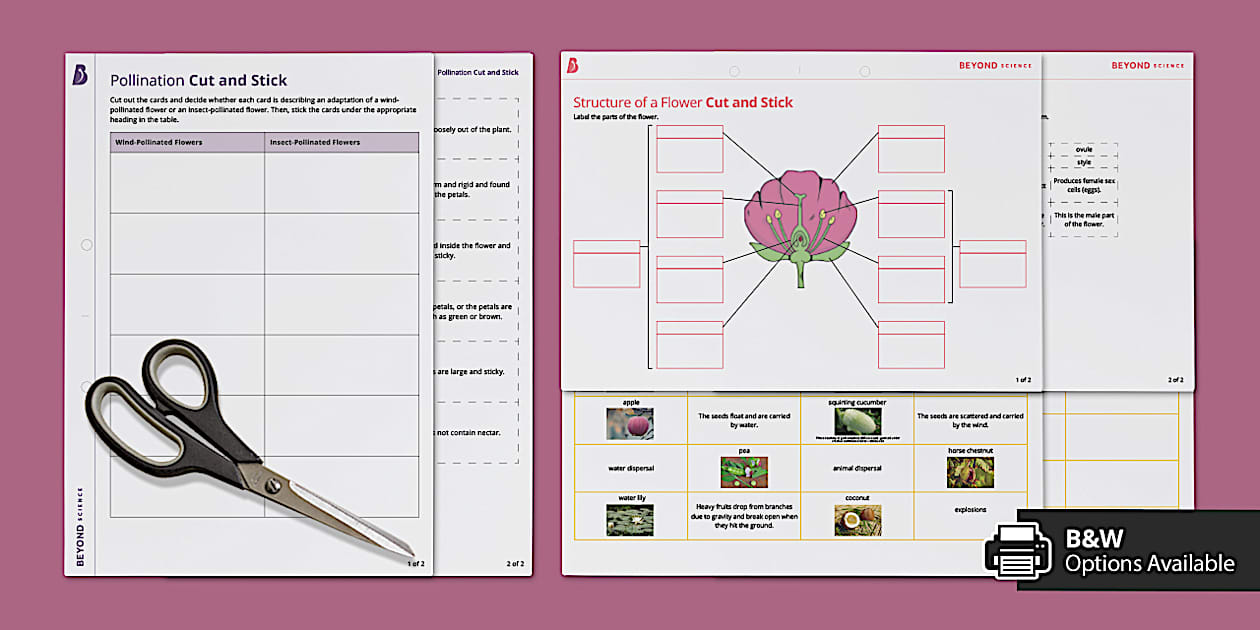KS3 Plant Reproduction Cut and Stick Resource Pack - Twinkl