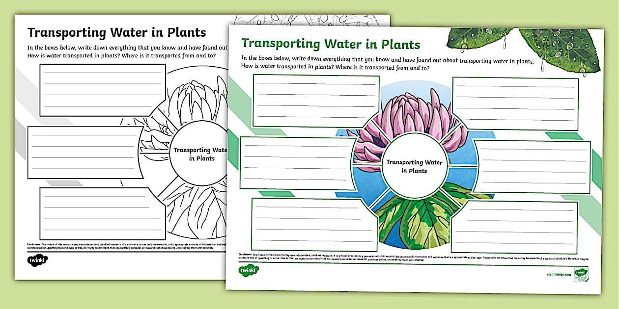 Transporting Water in Plants Mind Map (Teacher-Made)