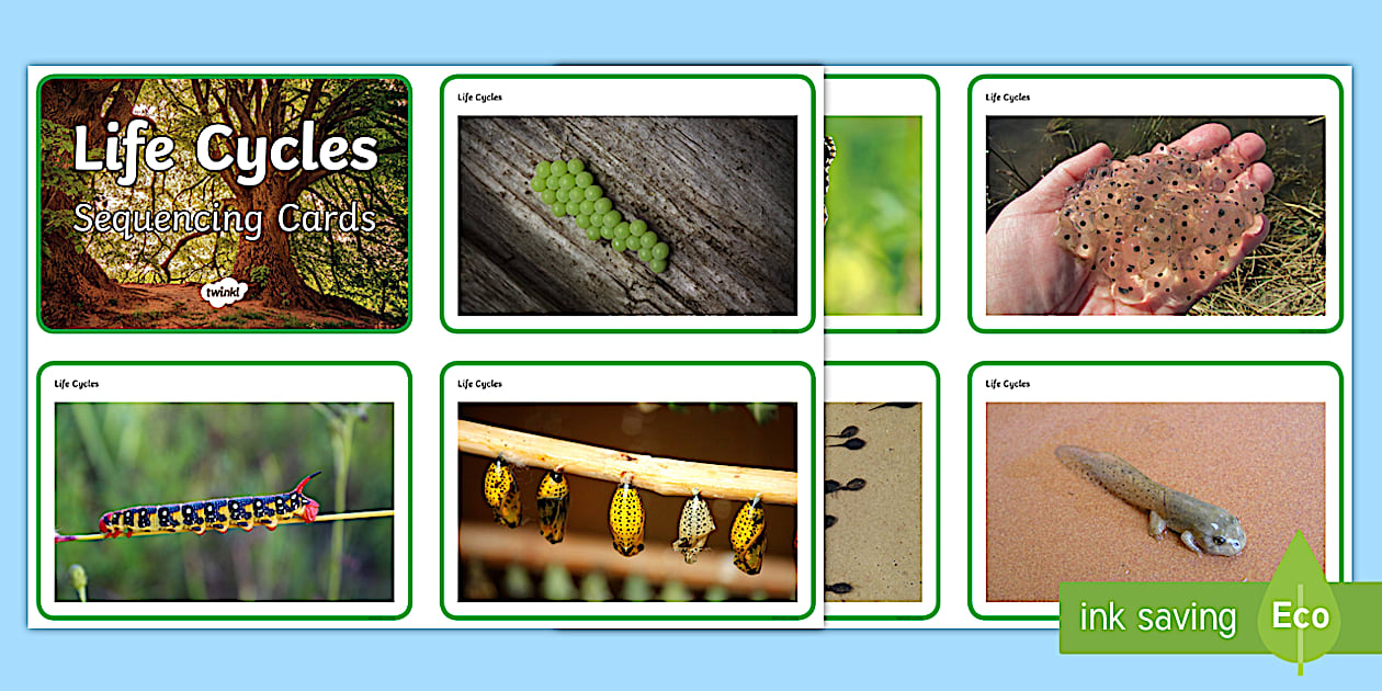 Life Cycles Photograph Sequencing Cards (teacher made)