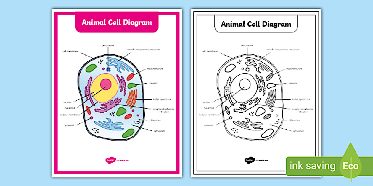 Printable Animal Cell Diagram | Life Science Resources | 3-5