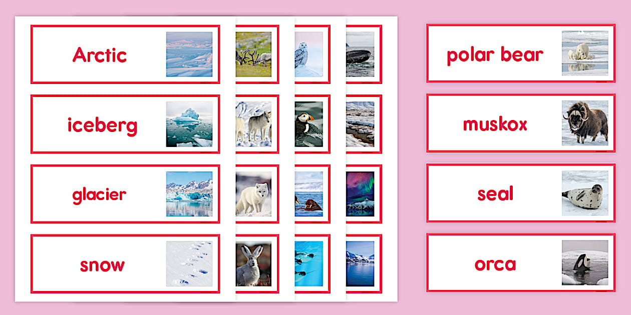 Arctic Habitat Photo Word Cards - Twinkl