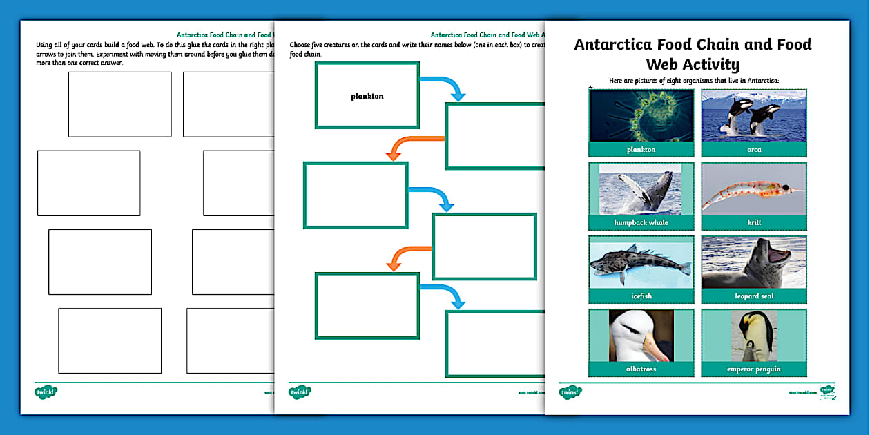 Antarctica Food Chain Worksheet for Grades 3-5 | Twinkl USA