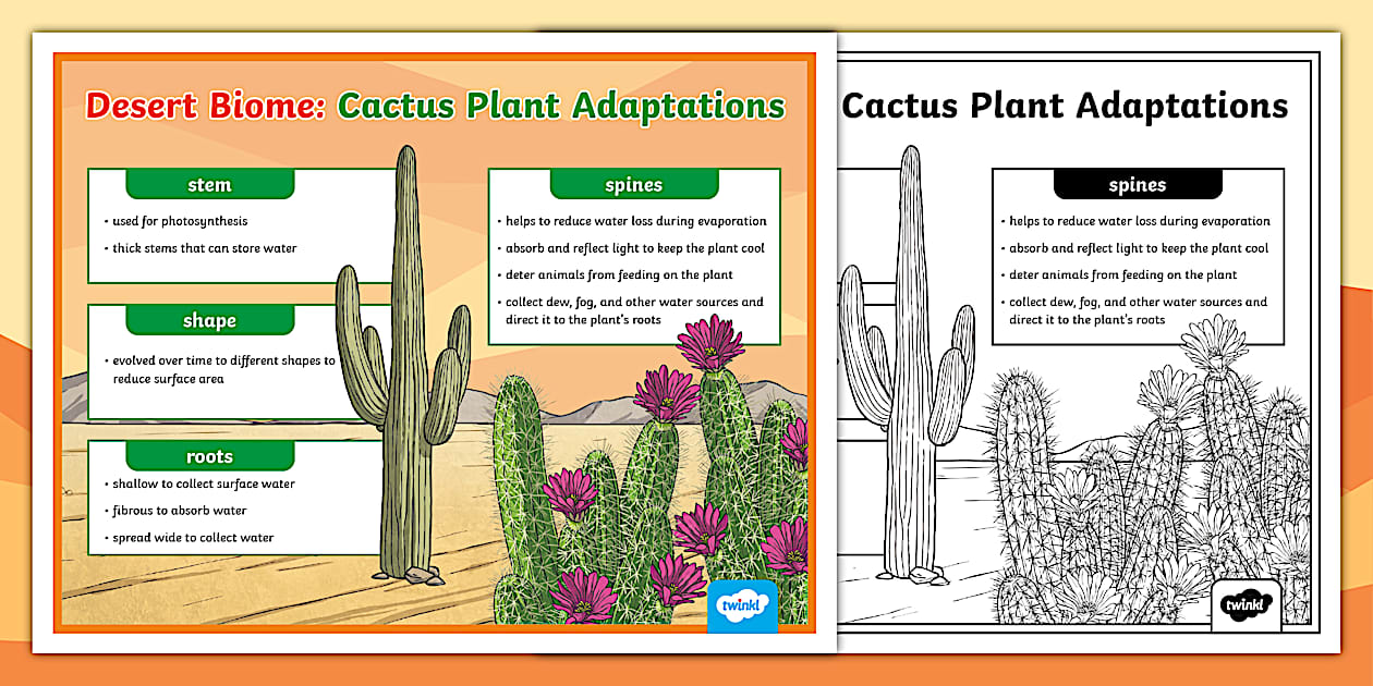 Desert Biome: Cactus Plant Adaptations Poster - Twinkl